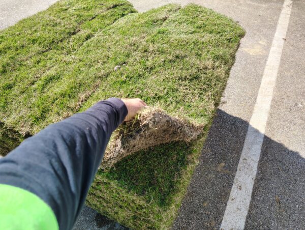 Choose The Best Sod Type For Your New Jersey Lawn